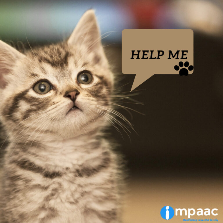 Top 10 Ways To Help Strays – Impaac blog
