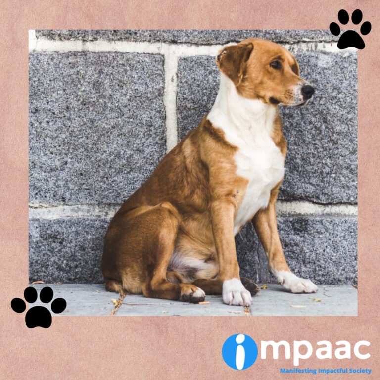 Top 10 Ways To Help Strays – Impaac blog