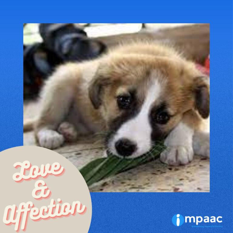 Top 10 Ways To Help Strays – Impaac blog