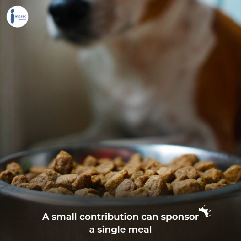 Support Freelance Animal Activist, Toshi Singh from Jaipur → Impaac blog