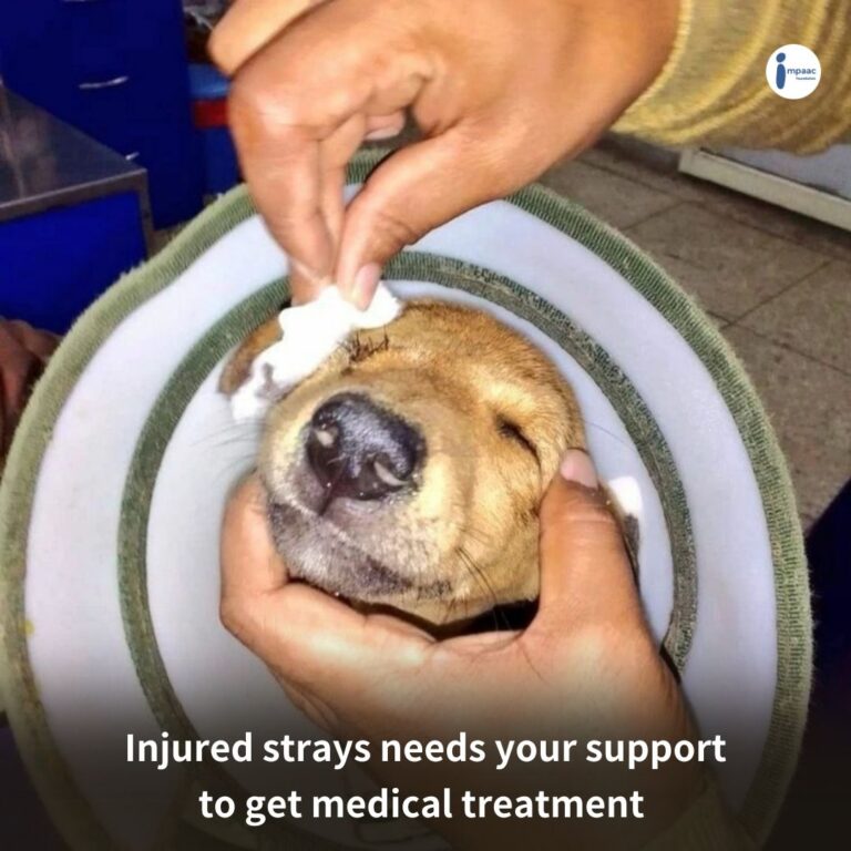 #post_title #separator_sa #site_title – Impaac blog