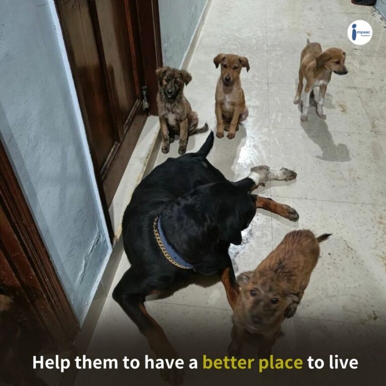 #post_title #separator_sa #site_title – Impaac blog