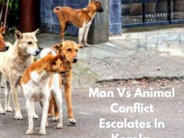 Help Making The Difference To Plant 75,000 Trees → Impaac Foundation