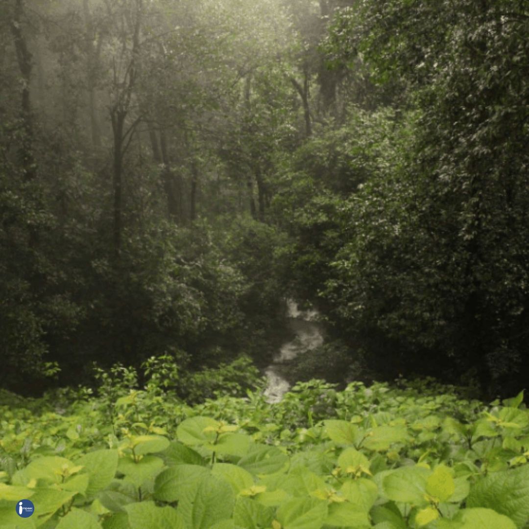 Top 10 Ngo’s In Mapusa → Impaac Foundation